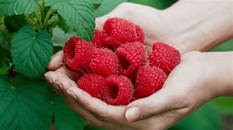 Чим підживити малину навесні щоб зібрати смачні ягоди влітку Читайте на Ukr Net