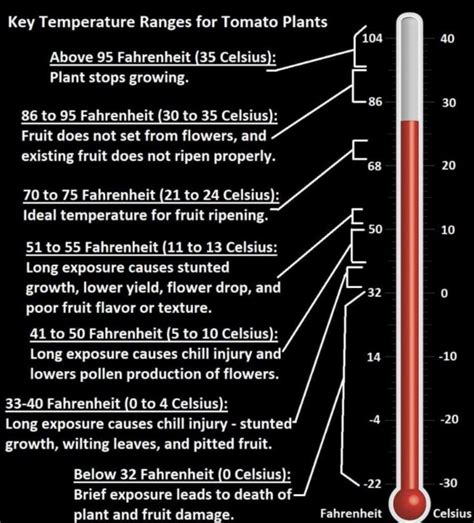 Temperature Ranges For Tomato Plants Coldest And Hottest Greenupside Growing Tomatoes