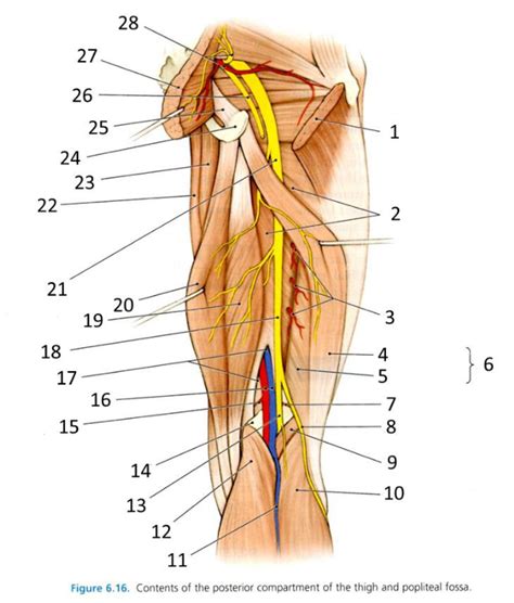 Contents Of Posterior Compartment Of Thigh And Popliteal Fossa Diagram