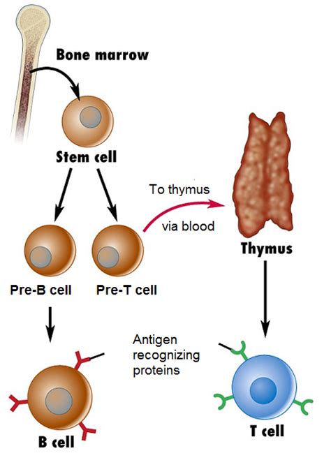 The Immune Response Lymphocytes Biology Notes For A Level