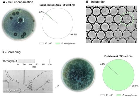 Passive Droplet Microfluidic Platform For High Throughput Screening Of Microbial Proteolytic