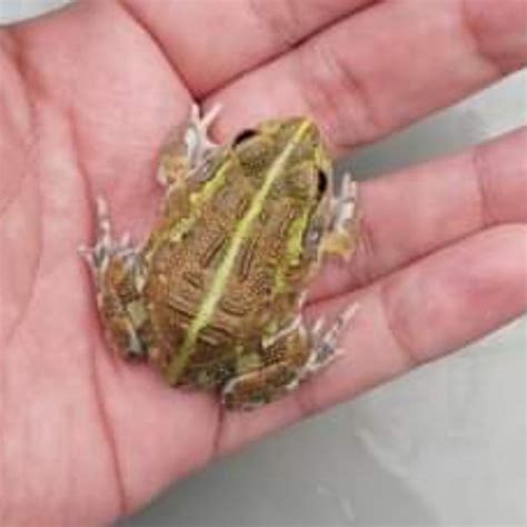 Jual Kodok Pixie Pixie Frog African Bull Frog Kota Bekasi Nf Guppies Farm Tokopedia