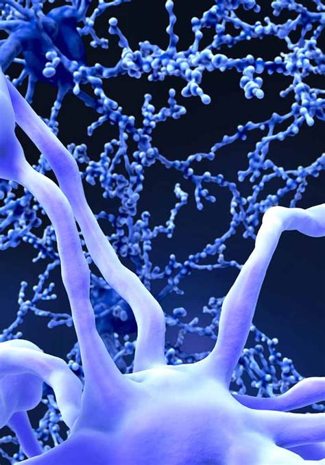Non Myelinating Schwann Cells In Health And Disease Intechopen
