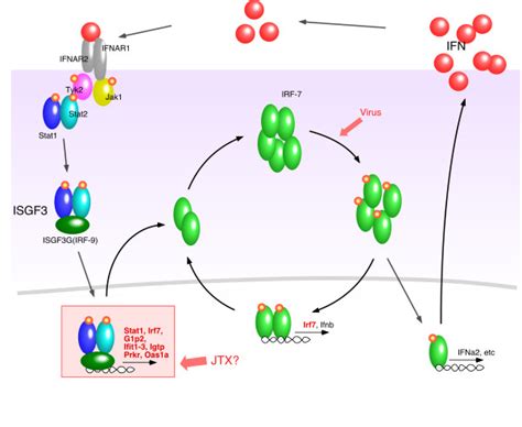 Diagram Of The Signaling Cascade Of Ifn α Production And A Possible