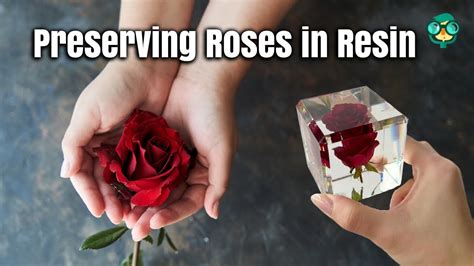 How To Preserve Roses In Resin Diy Rose Preservation Preserving