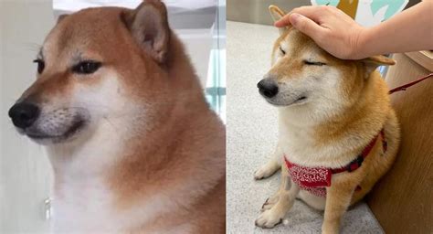 Reportan Que Cheems El Perrito Viral De Internet Se Encuentra Grave De Salud El Siglo De