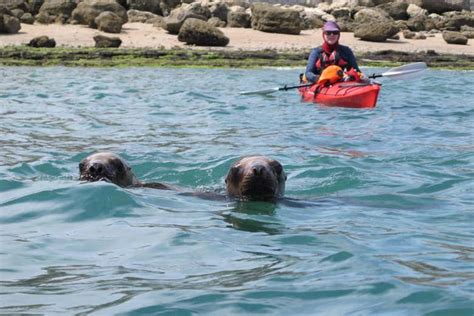 Tour en kayak y avistamiento de lobos marinos desde Puerto Pirámides