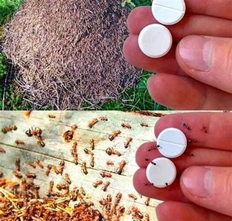 Ant Trap How To Get Rid Of Ants Forever Without Using Pesticides