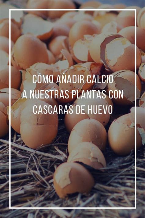 Cómo añadir calcio a nuestras plantas con cascaras de huevo