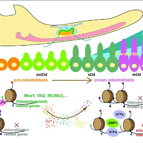 A Proposed Working Model Describing How Chromatin Accessibility