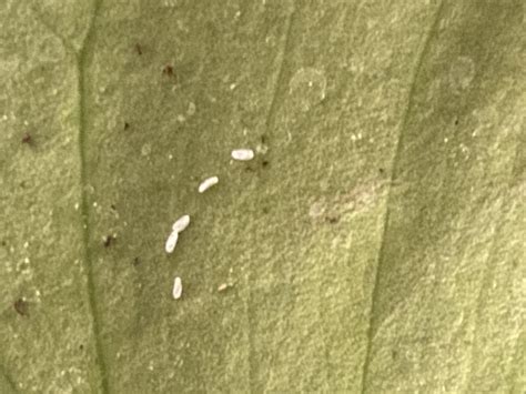 Thrips Springtails Springtail Eggs Other Bug Eggs Miniature Rice
