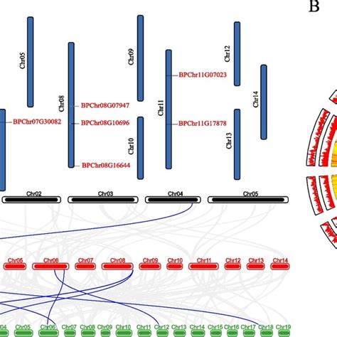 Chromosome Distribution And Gene Duplication A Chromosome Distribution