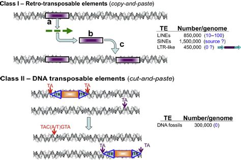2 Transposable Elements In The Human Genome Transposable Elements Download Scientific Diagram