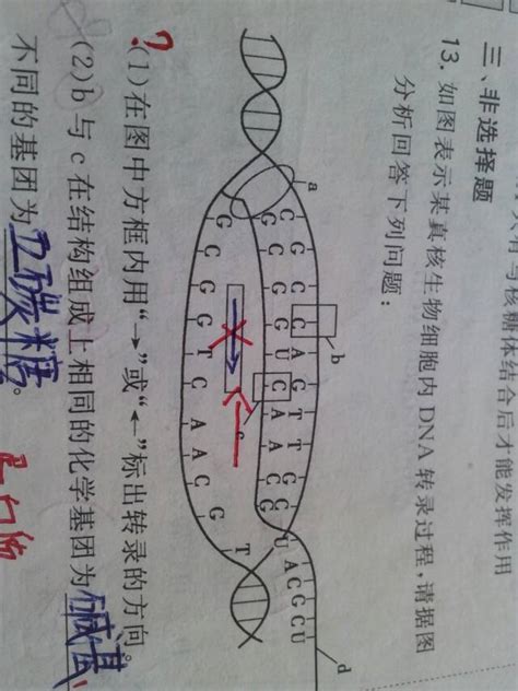 转录方向如何判断详解 百度知道