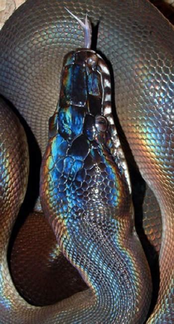 Iridescent Python