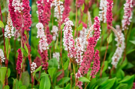 28 Facts About Persicaria
