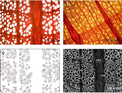 Cross Sections 100x A Investigated Sample S1 Pc 1 B Reference Download Scientific Diagram