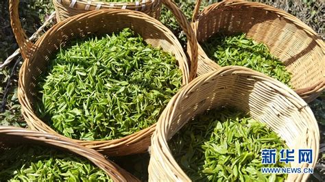 湖北保康春茶開採春意暖 新華湖北