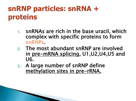Hn Rna Processing Ppt