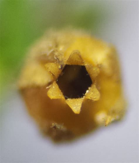 Genus Arenaria