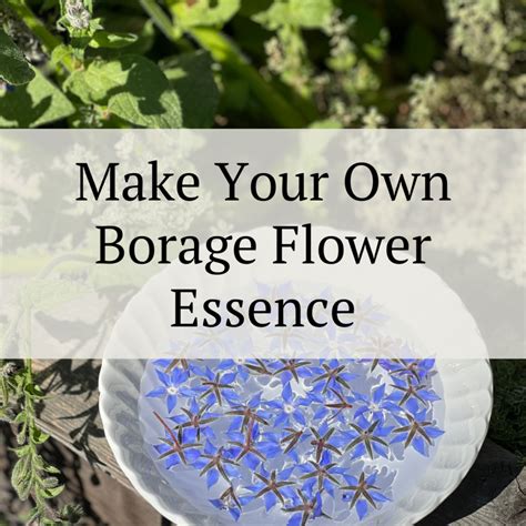 Make Your Own Borge Flower Essence A Farm To Keep