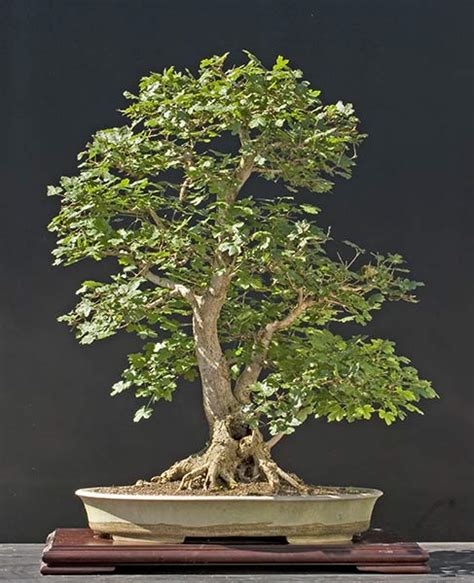 Walter Pall Bonsai Adventures