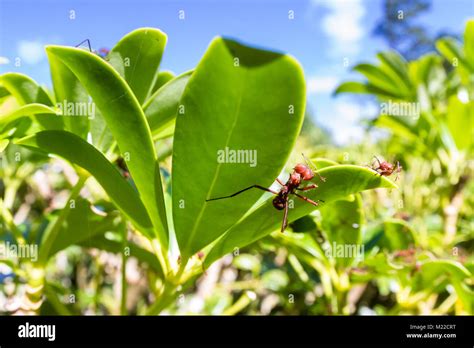 Leaf Cutter Ants Stripping Down A Decorative Plant In The Costa Rican