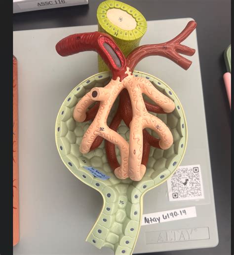 Renal Corpuscle Diagram Diagram Quizlet