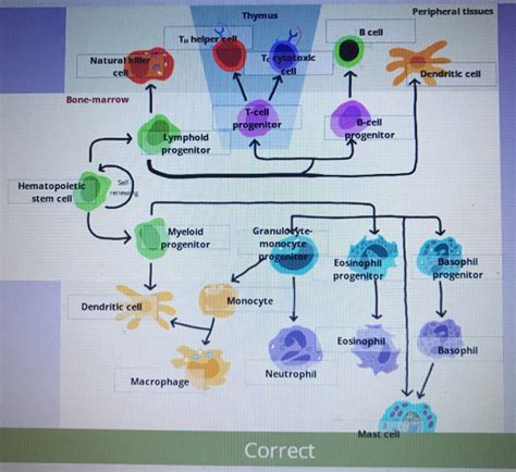Solved Using The Flowchart Attached To This Question Write
