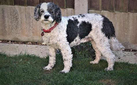 Is A Cockapoo Right For Me Breed Pros And Cons Hepper Pet Resources