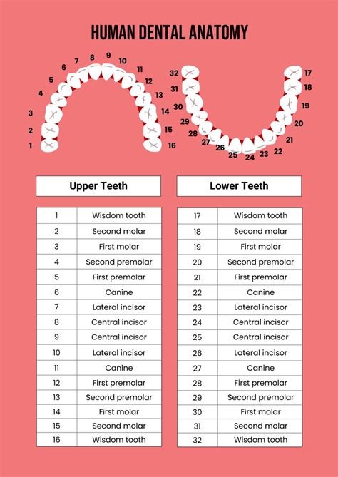 Canine Dental Chart In Illustrator Pdf Download