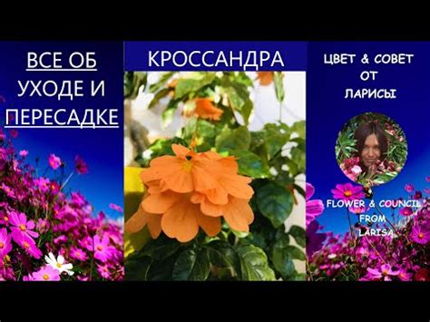 Кроссандра: уход в домашних условиях, пересадка и размножение, виды