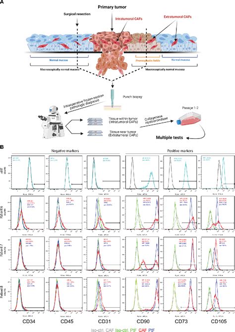 Table 1 From Isolation And Characterization Of Head And Neck Cancer