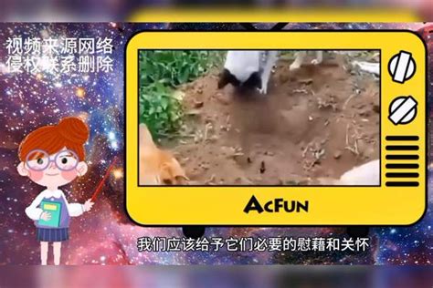 狗子离世，主人刨坑打算埋掉，谁知来了几个“发小”