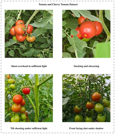 gfs yolo11 a maturity detection model for multi variety tomato