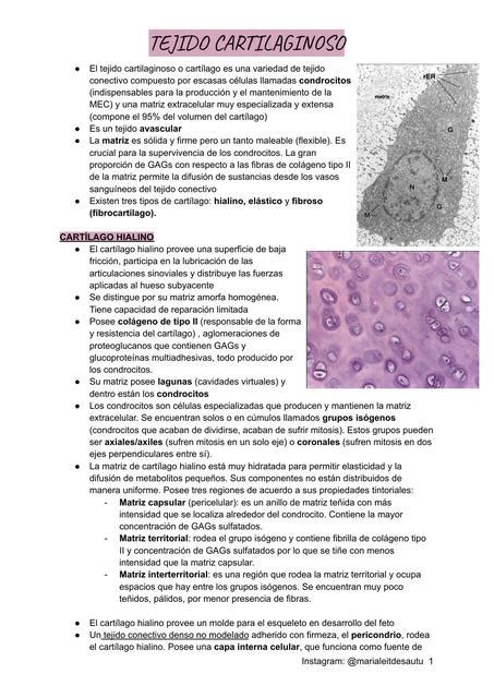 Resúmenes de Tejido Cartilaginoso Descarga apuntes de Tejido