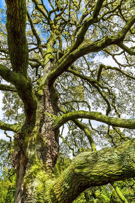 Baum mit Algen stockbild. Bild von alge, zweig, draussen - 57926679