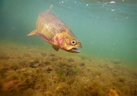 How To Tell If A Trout Is Male Or Female Into Fly Fishing