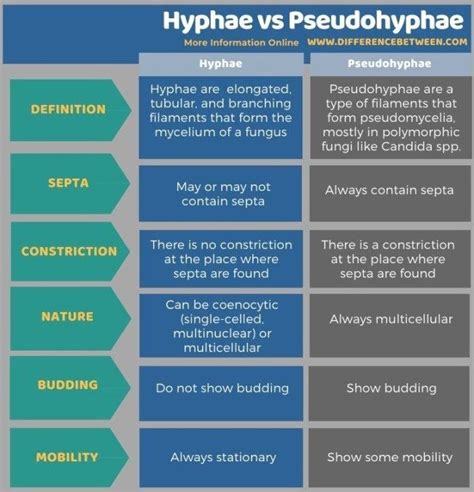 Difference Between Hyphae And Pseudohyphae