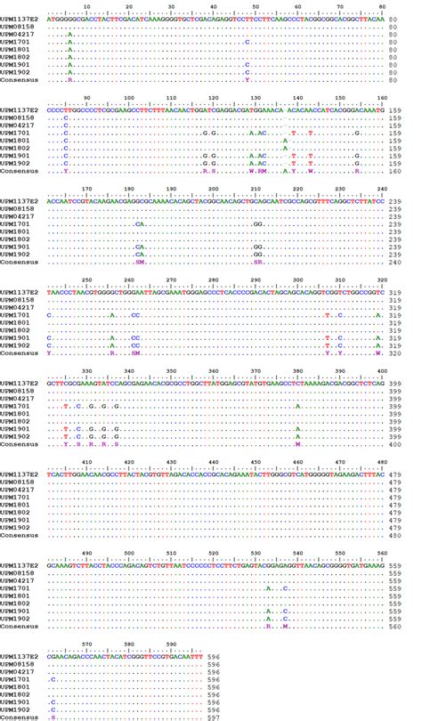 Multiple Sequence Alignment By Clustalw Of 596bp Nucleotide Sequences Download Scientific