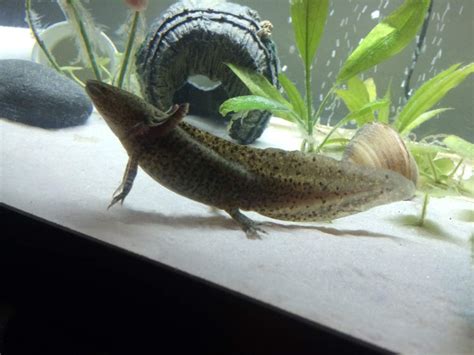 What Sex Is My Axolotl Newts And Salamanders Portal