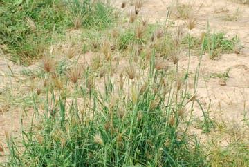 Swallen Finger Grass Scientific Name Is Chloris Barbata Sw Is A Weed