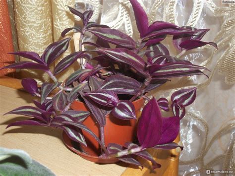 Традесканция зебрина - « Не экзотическое, но такое любимое растение ...