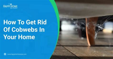 How To Get Rid Of Cobwebs In Your Home Blog