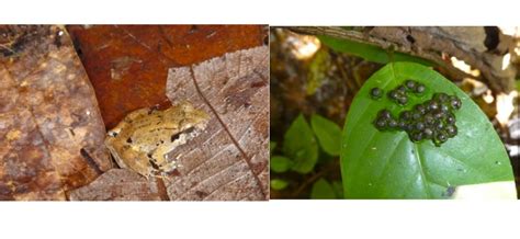 ‘new Species Of Frog With Fangs Hunts Crabs Even Though Its No Bigger