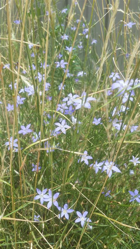 Wahlenbergia Communis Tufted Bluebell An Indigenous Wildflower Among