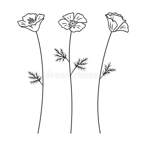 Set Of Hand Drawn Poppy Flowers And Leaves Vector Stock Illustration