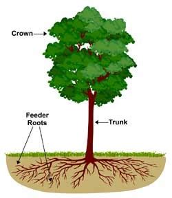 Enhanced Tree Feeding And Soil Care Biofeed Solutions Inc
