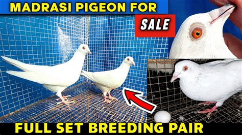 Madrasi Pigeon Sale In Kolkata Set Breeding Pair Pigeon Sale Of My Loft Rd Dec YouTube