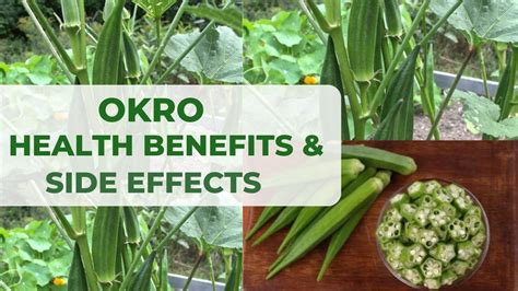 Okra Health Benefits And Side Effects Of Okro Onetouchng